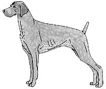 Perros de México,Pointer Aleman pelo corto